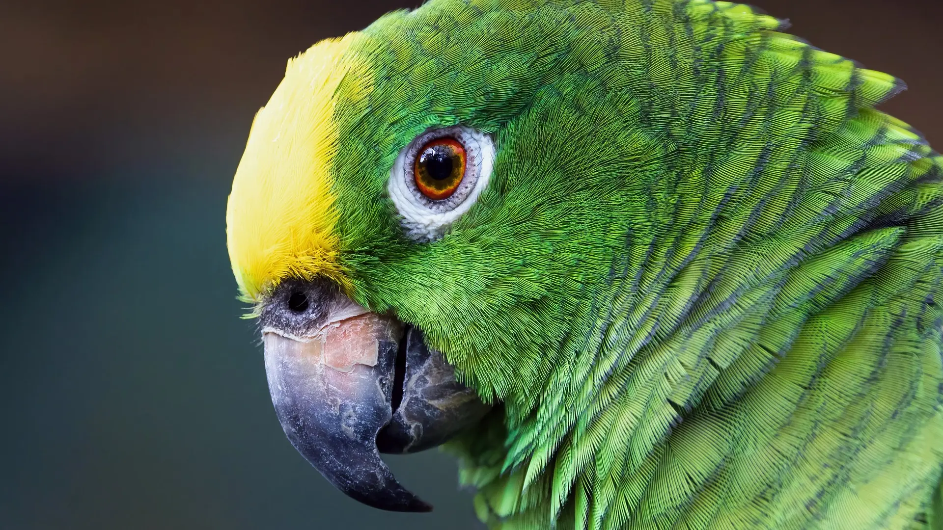 Hit snimak papagaja oduševio milione: Ovaj prizor se retko viđa